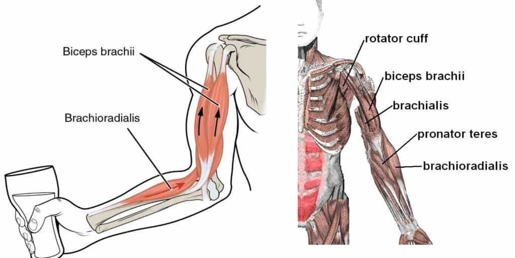 Bodybuilder's Guide To Getting Big Forearms - Grow That Muscle: Build A ...